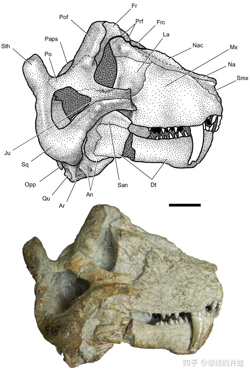 【地球演义】百兽图4：盖凿齿 - 知乎