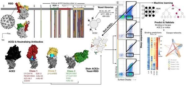 Cell | 深度突变学习预测SARS-CoV-2受体结合域组合突变对ACE2结合和抗体逃逸的影响 - 知乎