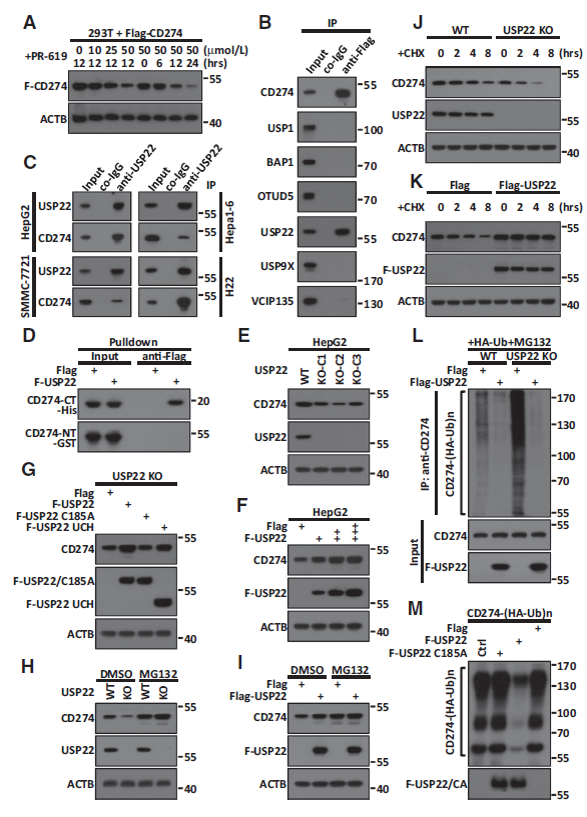 USP22去泛素化CD274以抑制抗癌免疫 - 知乎