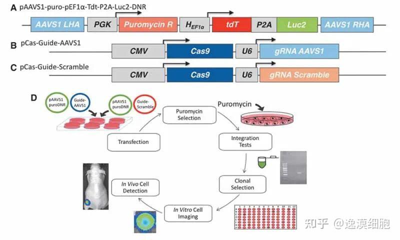 Safe Harbor 靶向 CRISPR-Cas9 工具用于活体细胞的分子遗传学成像 - 知乎