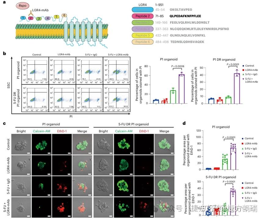 文献解读 | 通过LGR4靶向激活结直肠癌铁死亡，克服结直肠癌的获得性耐药 - 知乎
