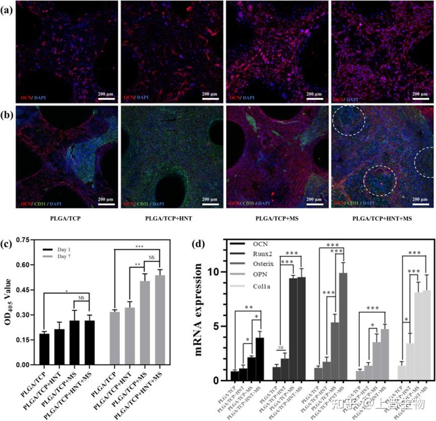 清华大学利用SUNPBP11低温沉积3D打印构建促血管化骨再生的多机制药物控释支架体系 - 知乎