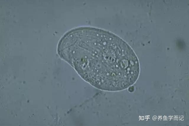 【养鱼学而记】鱼病：烂鳃病 - 知乎