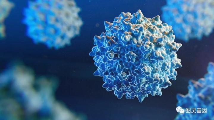 Nat Comm | 双AAV方法使基因编辑更加灵活 - 知乎