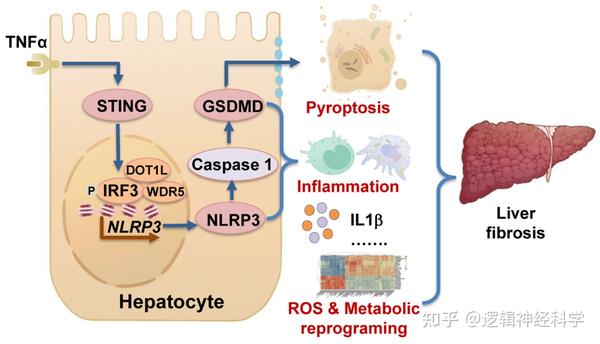 Redox Bio｜四川大学华西医院高锦航/唐承薇团队发现STING激活NLRP3炎性小体促进肝纤维化的表观遗传新机制 - 知乎