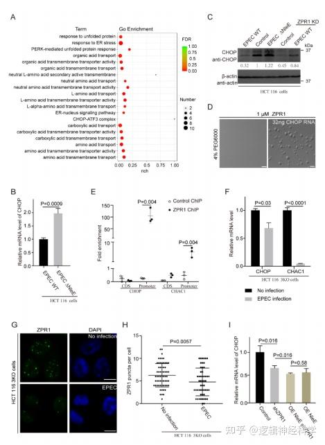 Cell Reports︱四川大学任海燕课题组揭示病原菌抑制宿主液-液相分离帮助病原体逃避宿主防御的新机制 - 知乎