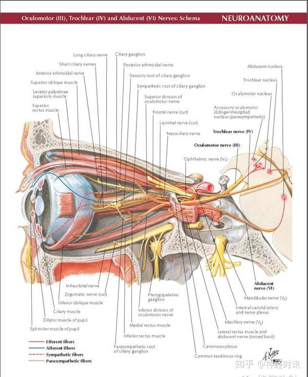 Netter脑神经解剖（精美原版高清彩色大图） - 知乎
