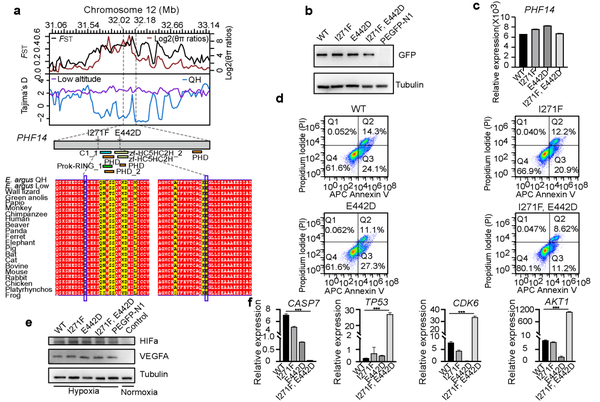 BMC Biol | 中科院动物所杜卫国/周旭明团队合作探讨丽斑麻蜥高原适应的基因组变异 - 知乎