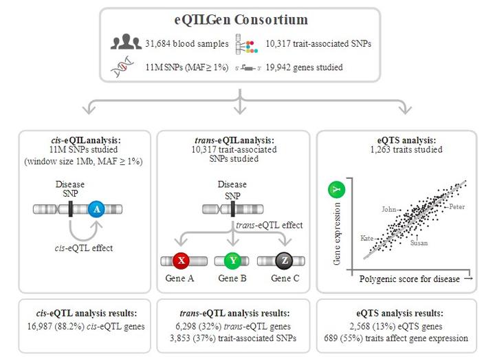 eQTLGen Consortium数据库简介（1） - 知乎