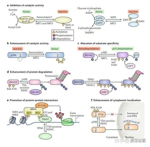 KATs(赖氨酸乙酰转移酶) panel - 知乎