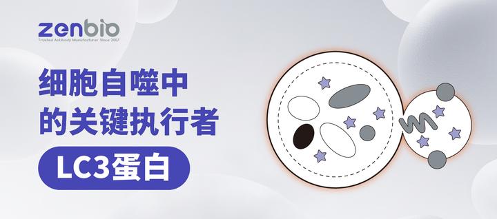 LC3蛋白：细胞自噬中的关键执行者 - 知乎