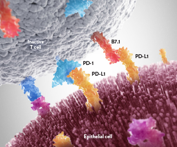 有关PD-L1的多种探索！ - 知乎