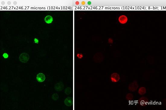 Segmentation ImageJ Scripting入门练习 - 知乎