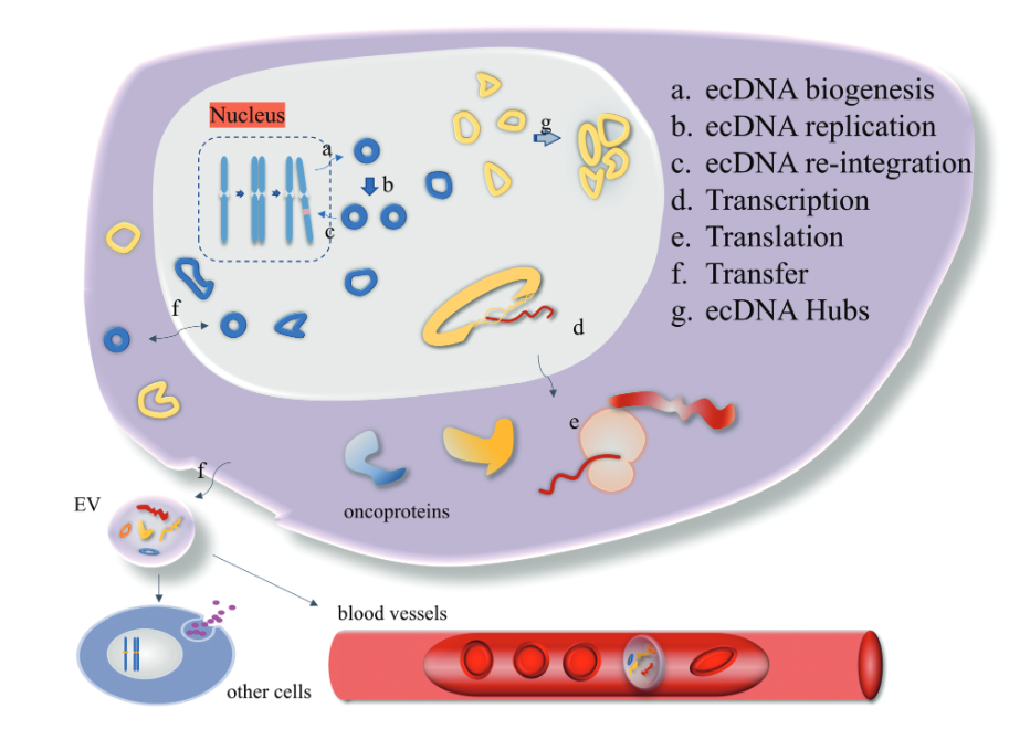 染色体外DNA（ecDNA）测序技术服务 - 知乎