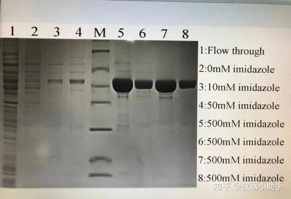 你想了解的蛋白提取纯化的方法、注意事项及常见问题解答 - 知乎