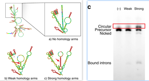 【耀文解读】环状RNA篇|深度解读构建circRNA稳定高效蛋白表达策略 - 知乎