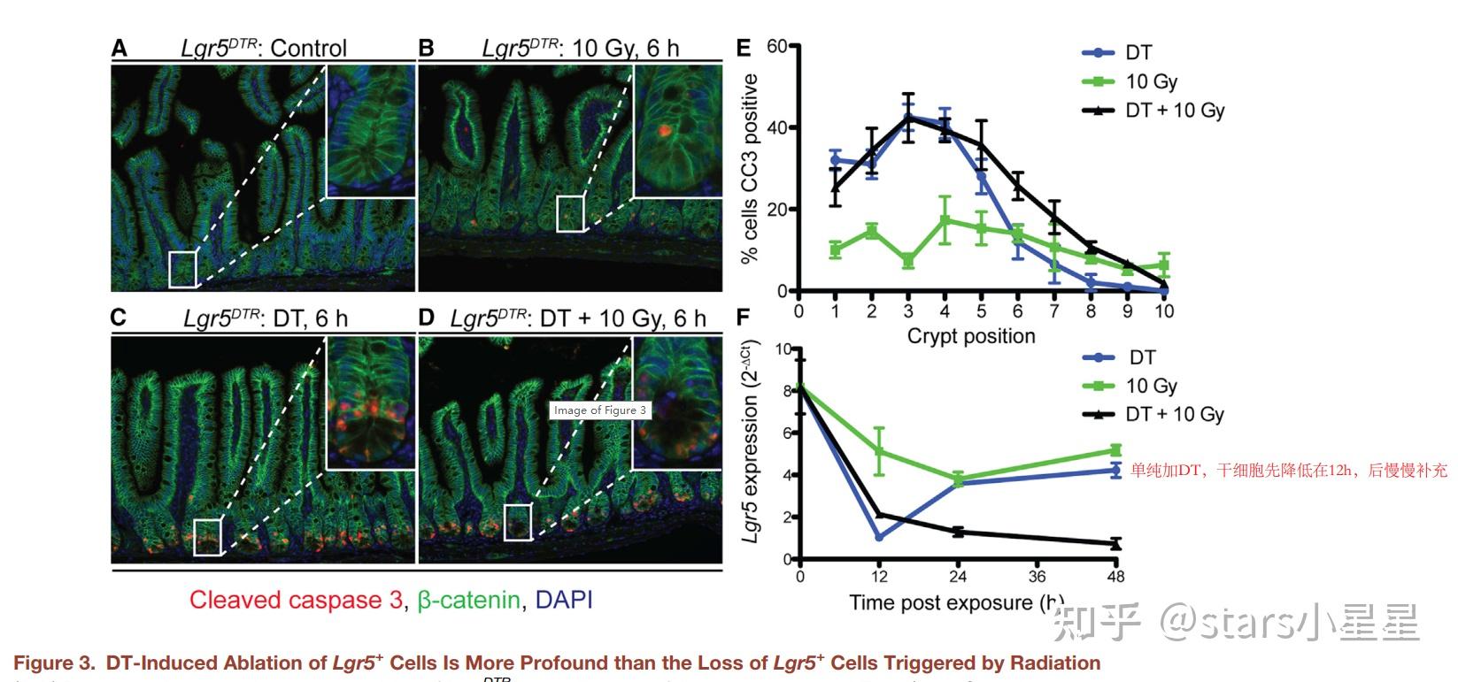 肠道再生2013Cell Stem Cell：Lgr5+干细胞在辐射诱导的肠道再生中是不可或缺的 - 知乎