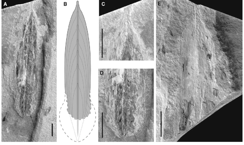 你见过哪些比较「有意思」的古生物名字，背后有着怎样的故事？ - 知乎