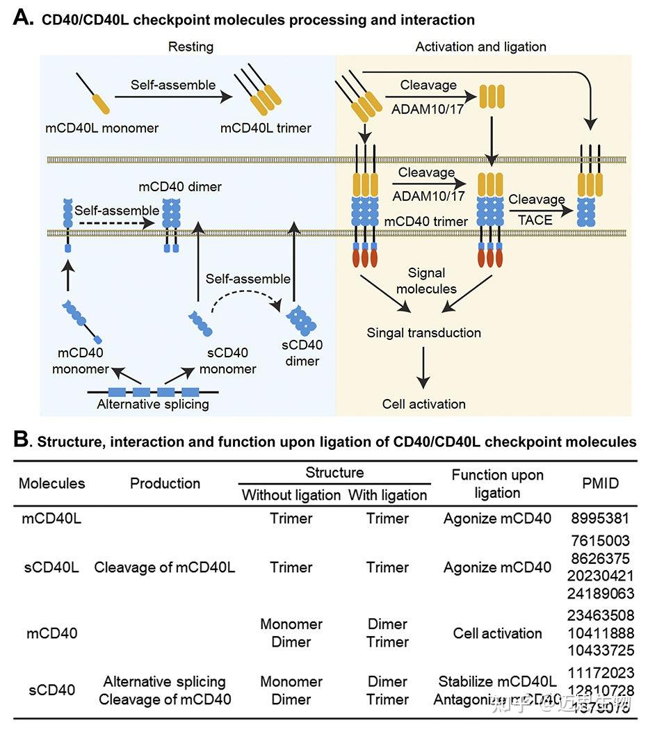 共刺激受体分子CD40 - 知乎
