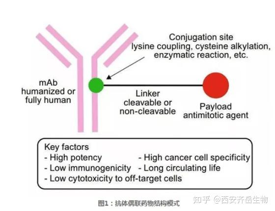 Py-ds-dmBut-OPFP；MAL-HA-OSu;PHA-di-EG-OPFP ADC分子 - 知乎