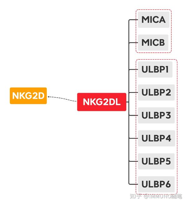 NKG2D-NKG2DL信号轴，肿瘤免疫治疗热门靶点 - 知乎