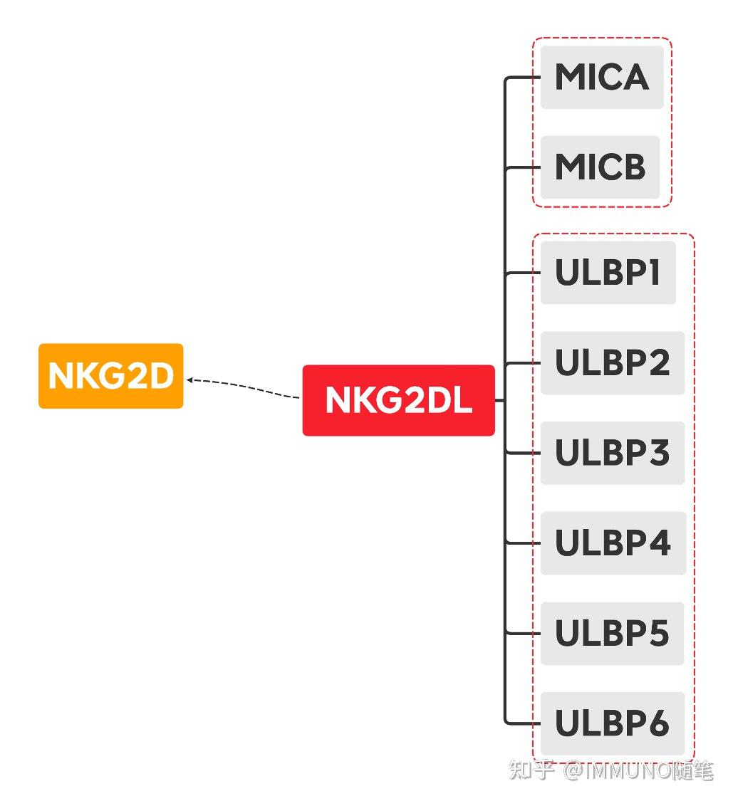 NKG2D-NKG2DL信号轴，肿瘤免疫治疗热门靶点 - 知乎