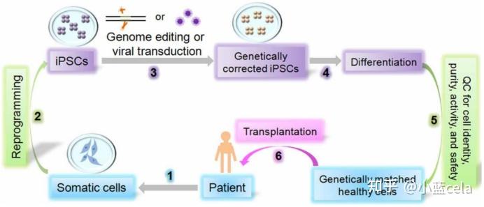 诱导多能干细胞(iPSCs)在疾病建模中的应用前景 - 知乎