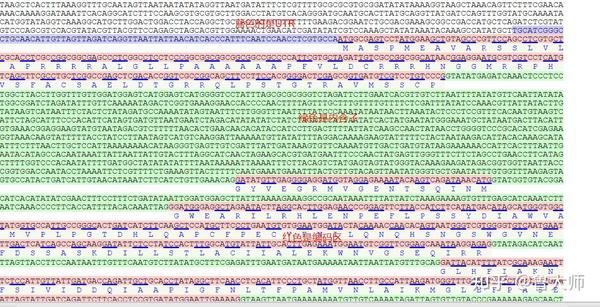 如何获取基因5端UTR和3端UTR序列 - 知乎