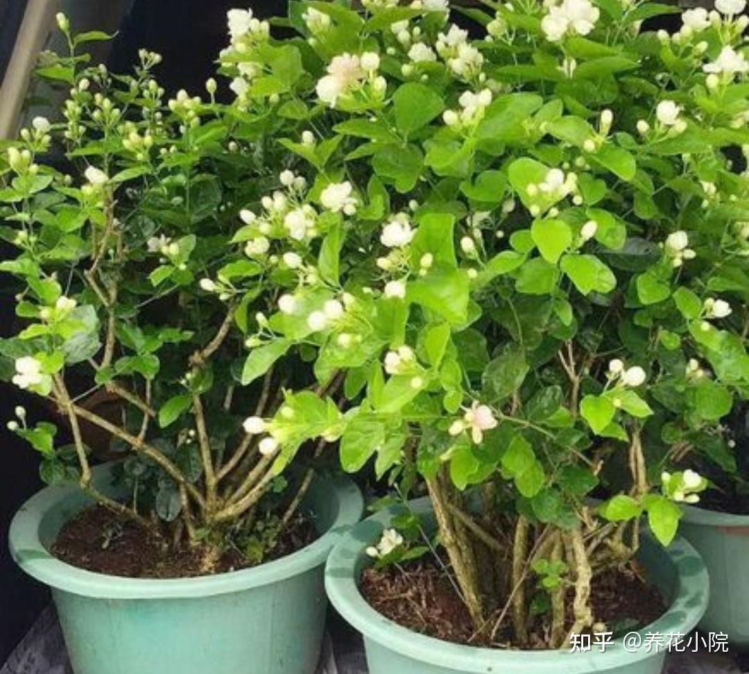 茉莉冬天有“4怕”，做错了一项，也难顺利过冬 - 知乎