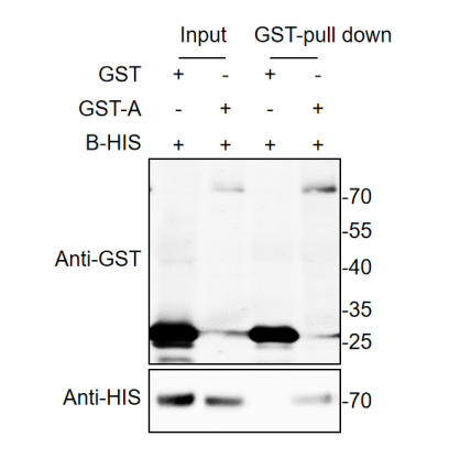 🔬 一文读懂 GST-pull down 实验：步骤详解 + 技术要点解析 - 知乎