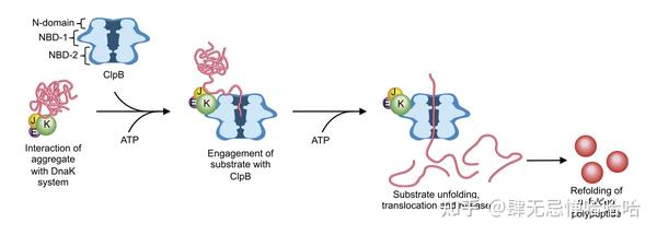 Clp proteolytic complex（Clp蛋白酶复合物） - 知乎
