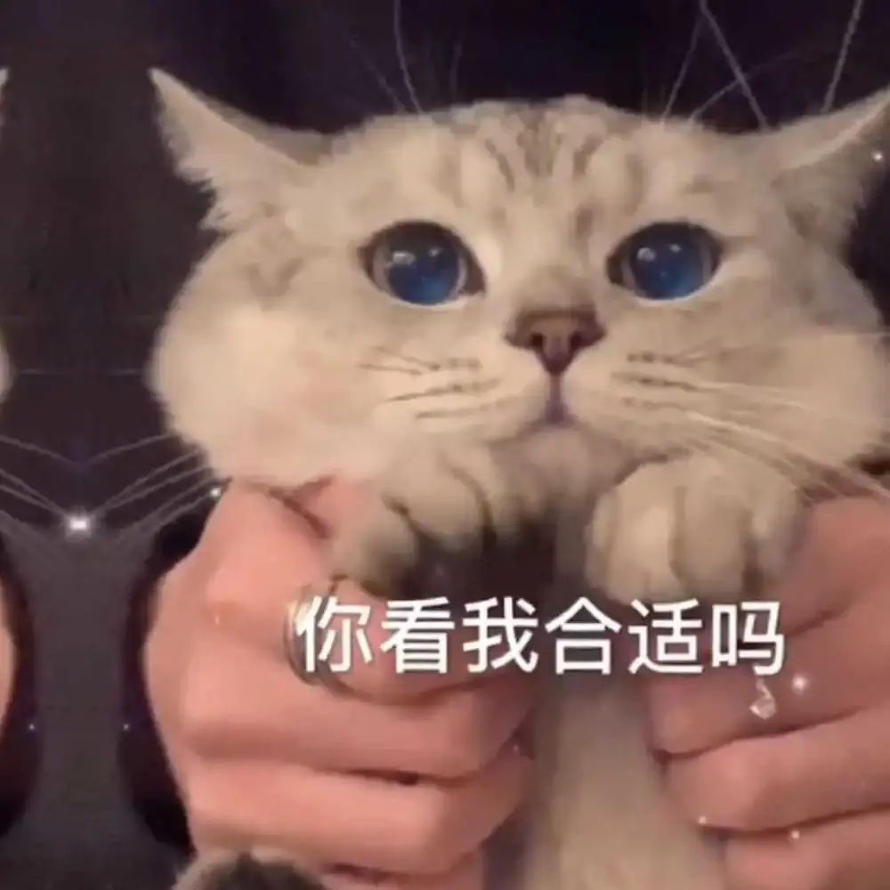 110张可爱的猫猫表情包 - 知乎