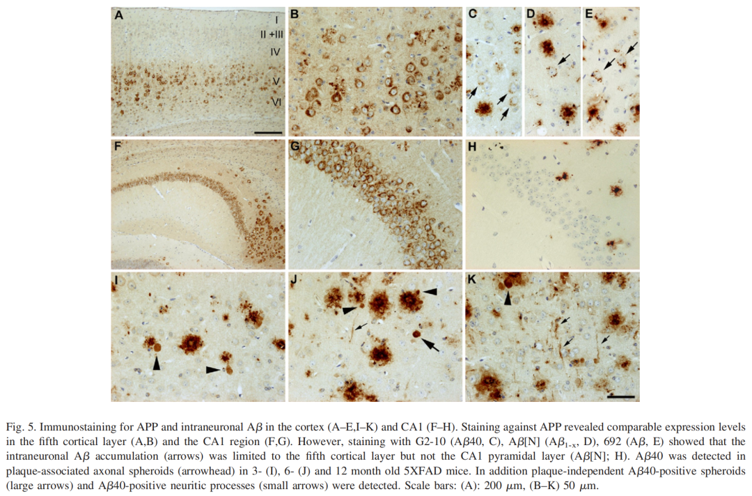 5xFAD小鼠|AD模型 - 知乎