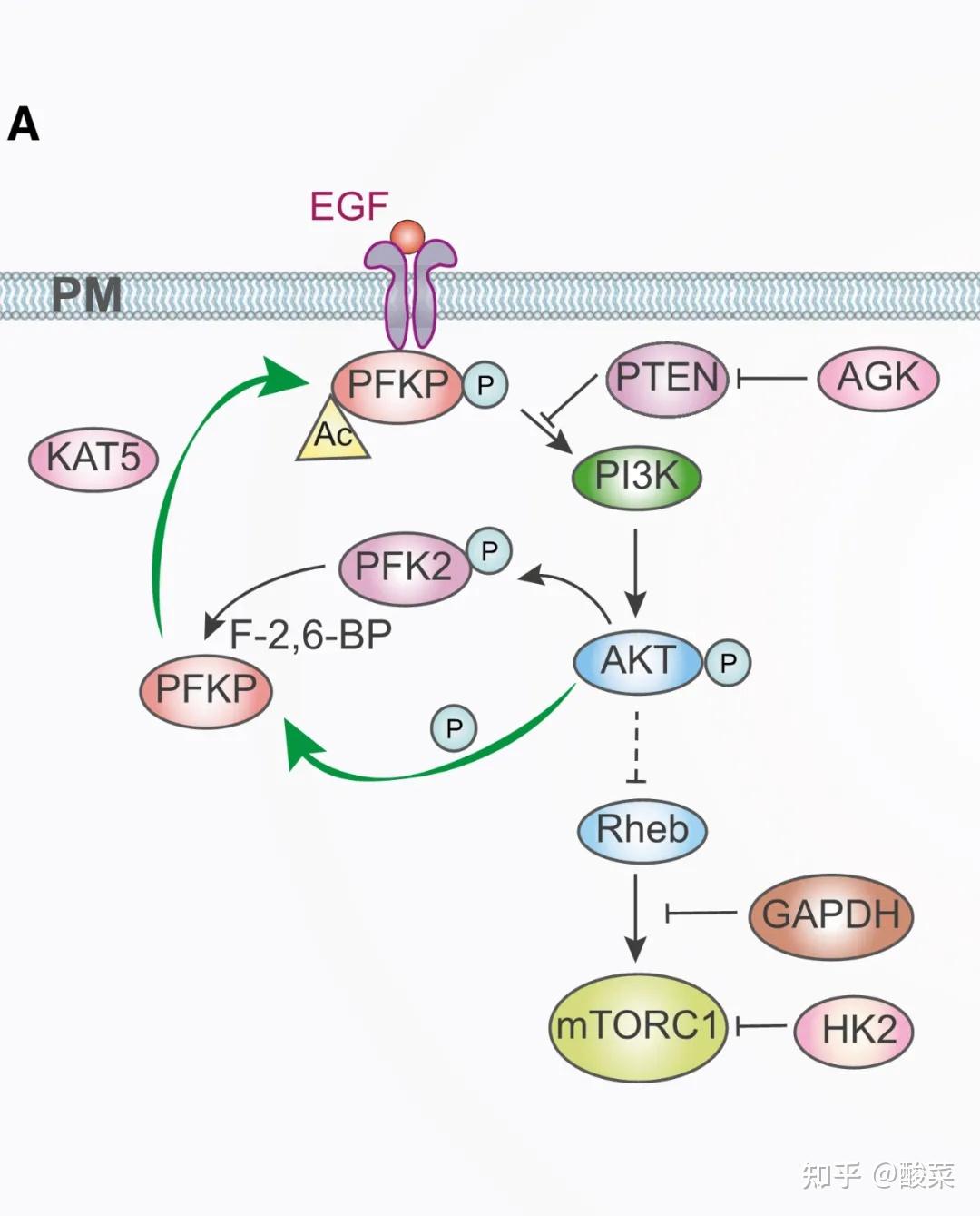 这篇1.6万字的重磅综述是能打开你科研思路的月光宝盒 - 知乎