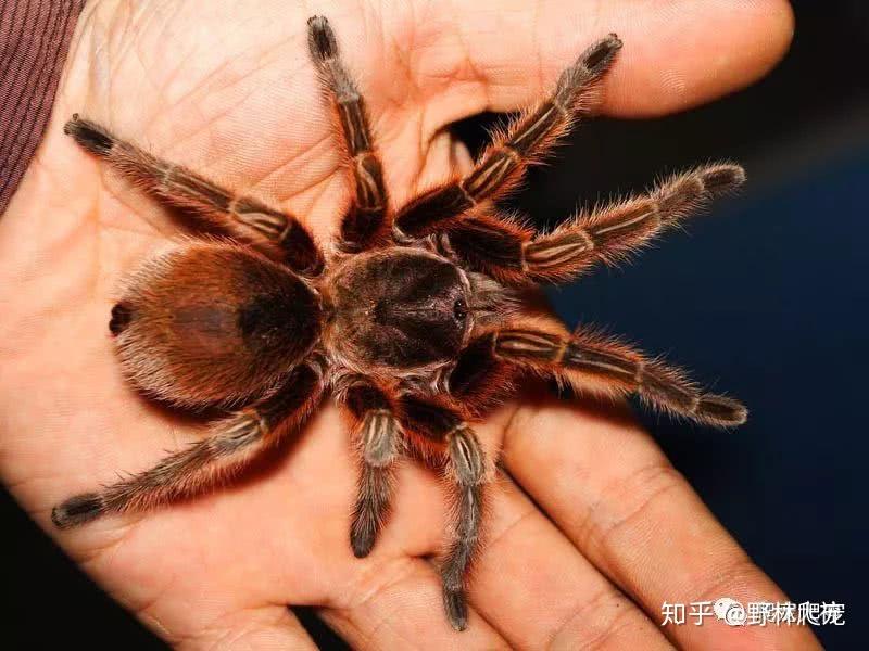 最美丽的宠物蜘蛛捕鸟蛛都有哪些？ 知乎