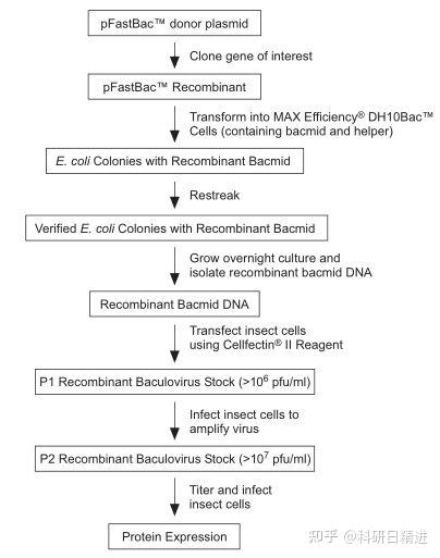 如何安全便捷地表达蛋白--Bac-to-Bac表达系统 - 知乎