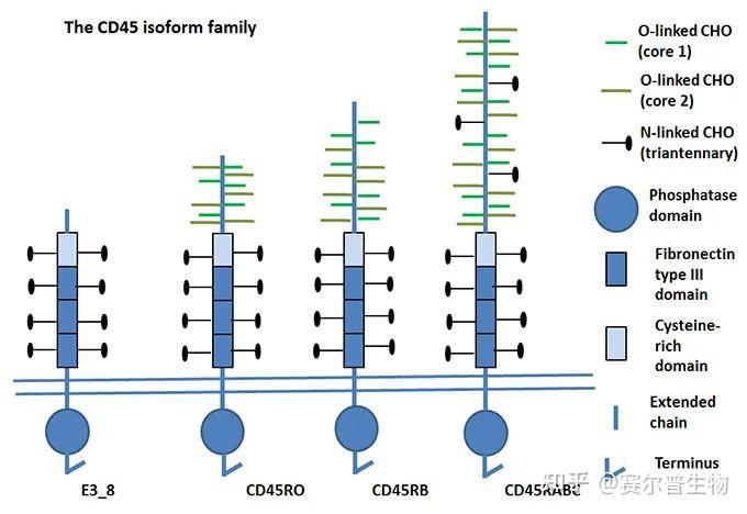 CD45靶点解析：结构、亚型、生物学功能 - 知乎