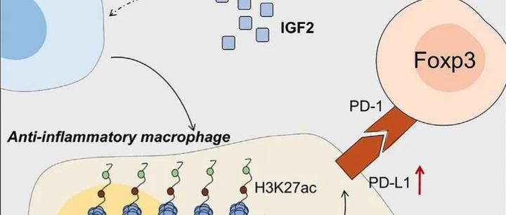 Immunity丨IGF-2处理使巨噬细胞代谢重编程从而发挥抗炎作用 - 知乎