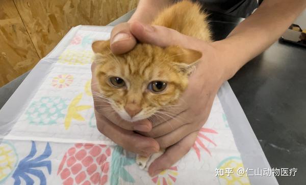 兽医眼科｜动物眼科Schirmer 泪液测试(STT)及数值判读 - 知乎