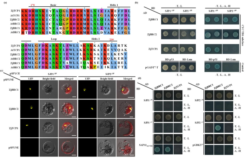 客户文章|Plant Cell Environ.枣植原体效应因子SJP1和SJP2诱导枣侧芽不断萌发形成丛枝 - 知乎