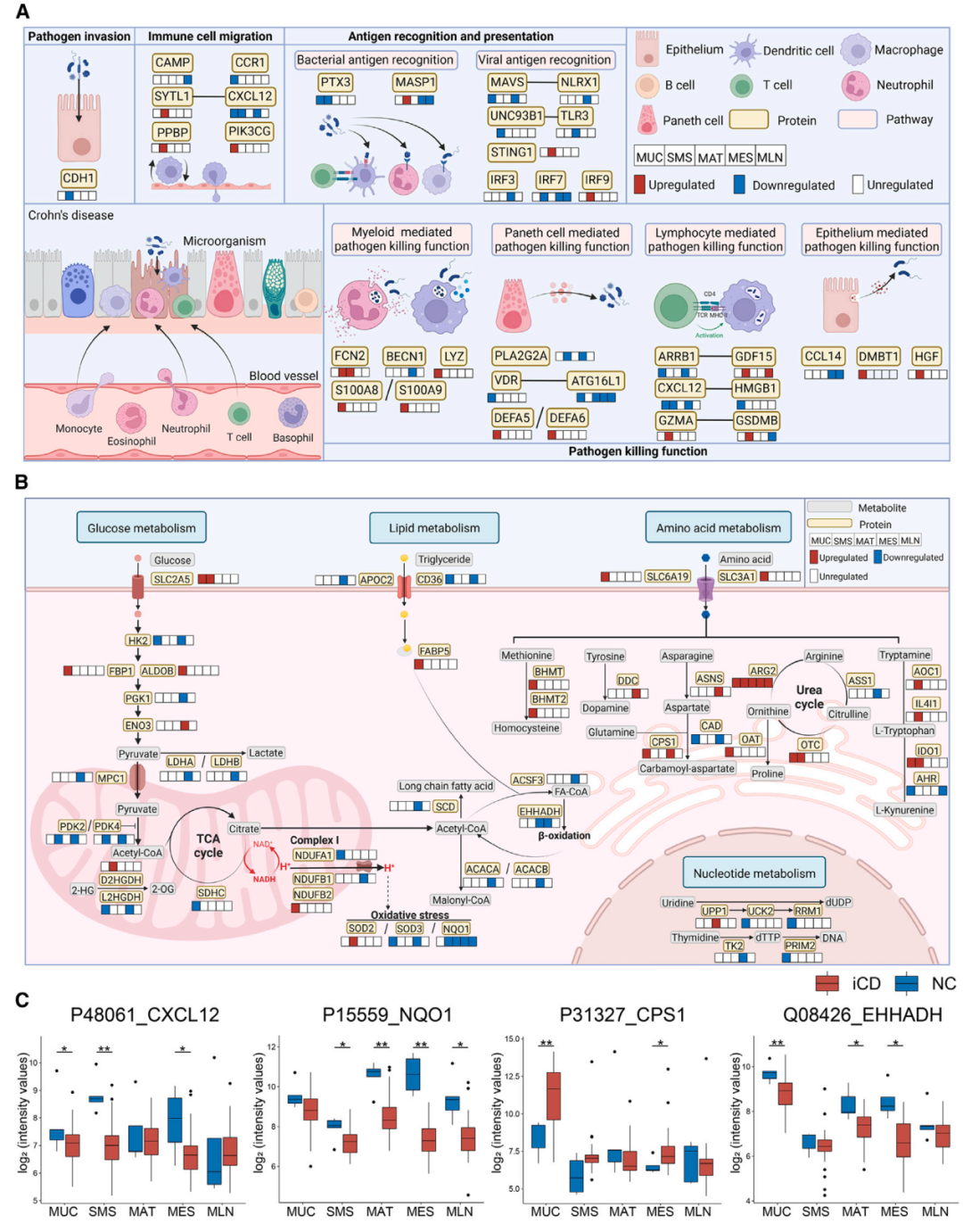 Cell Rep Med | 多组学破译克罗恩病宿主-肠道微生物群相互作用的空间特征 - 知乎