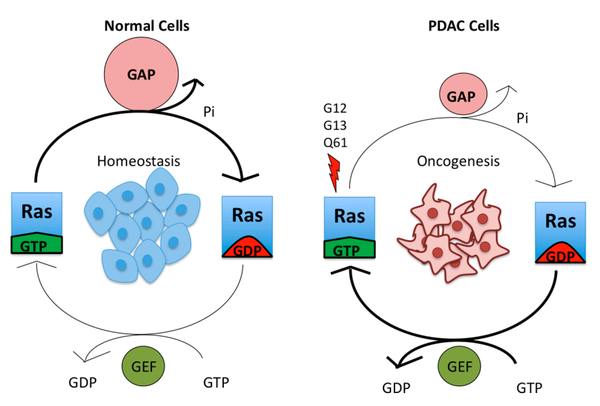 Science：靶向突变KRAS与分子伴侣蛋白的活性状态 - 知乎