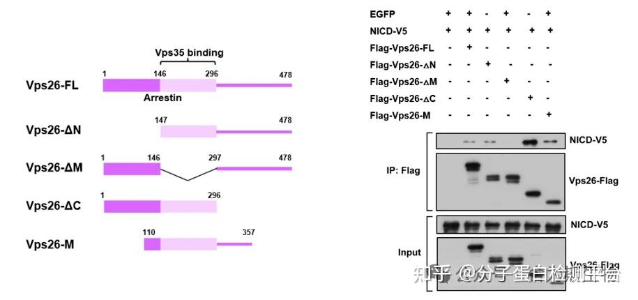 一文看懂COIP实验|原理、实验步骤、常见问题解答及应用场景 - 知乎