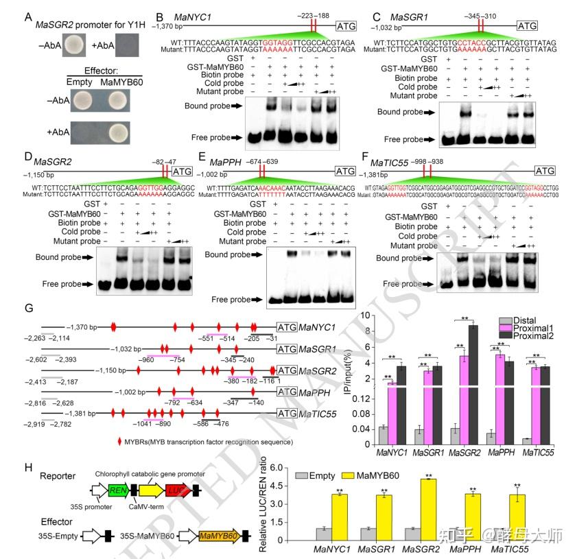 TPC|华南农业大学陈建业和陆旺金教授团队用Y1H揭示高温影响香蕉果实色泽品质形成的新机制 - 知乎