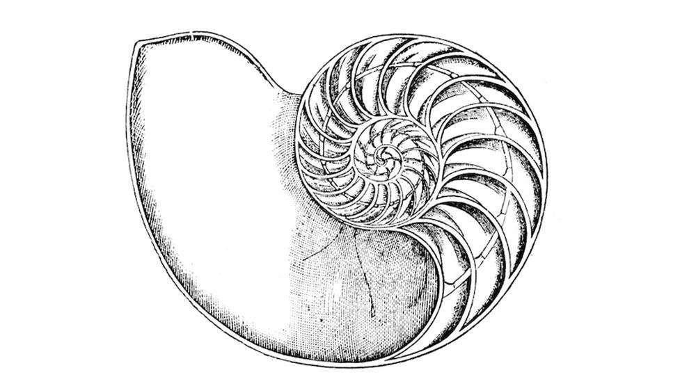 头足纲小传（29）瑕光微明：头足纲的起源，奈特氏锥 Knightoconus - 知乎