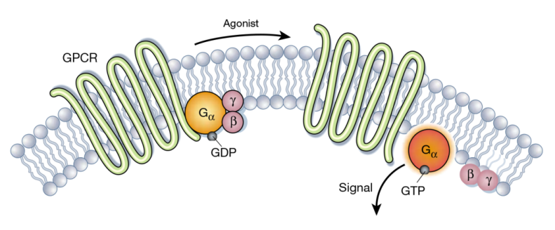 VLP形式的跨膜蛋白在CAR-T免疫治疗方面的研究进展 - 知乎