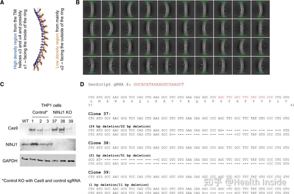 NINJ1通过切割和释放膜盘介导质膜破裂 - 知乎