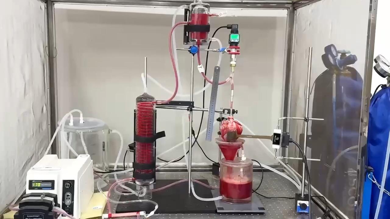 大动物Langendorff离体心脏灌流实验Protocol - 知乎