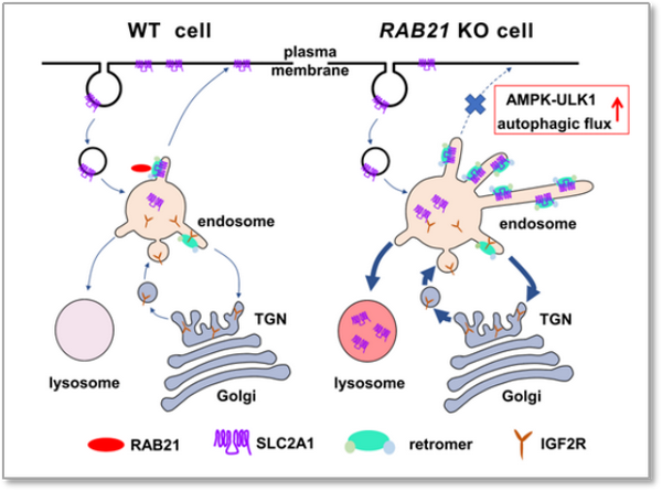 Autophagy︱华中科技大学张新军课题组揭示了RAB21在调控retromer介导的逆向回膜转运以及维持细胞能量稳态中的重要作用 - 知乎