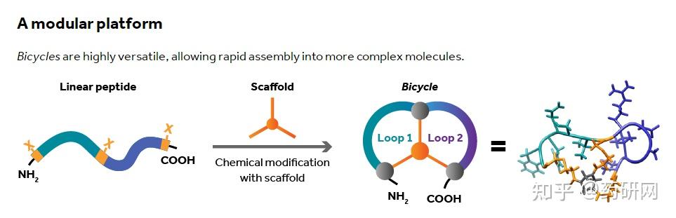 靶点梳理 | 肿瘤标志物之Nectin-4 - 知乎
